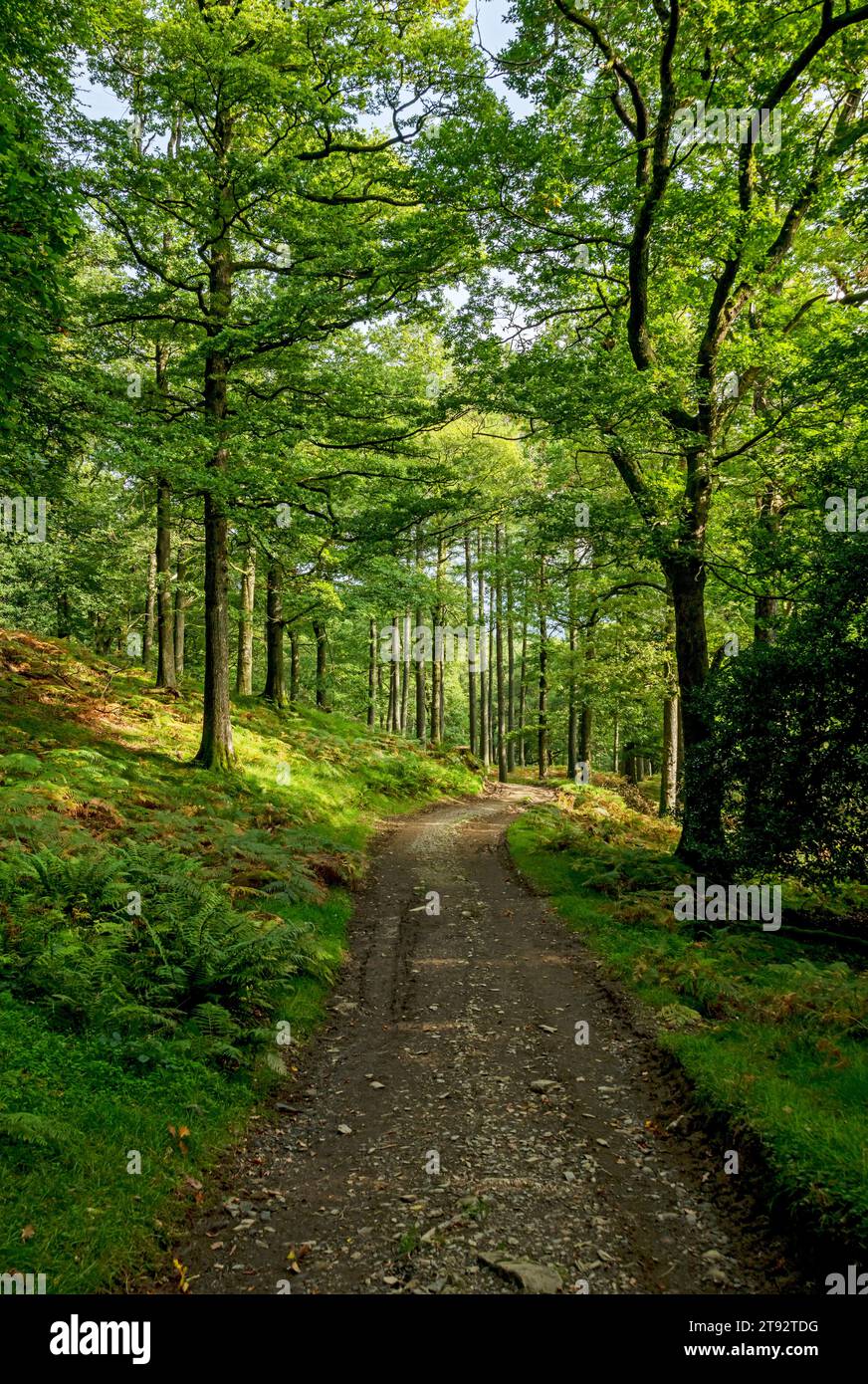 Footpath path walk track through Brandelhow Wood woods trees forest ...