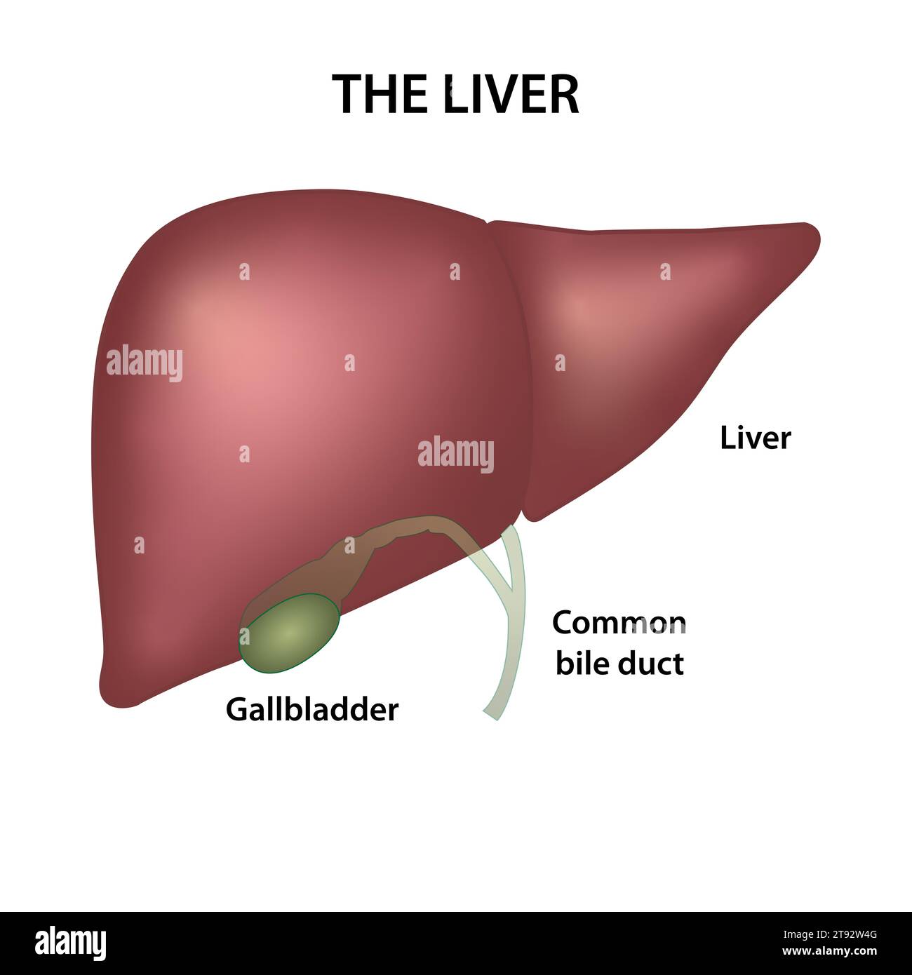 Liver and gallbladder hi-res stock photography and images - Alamy
