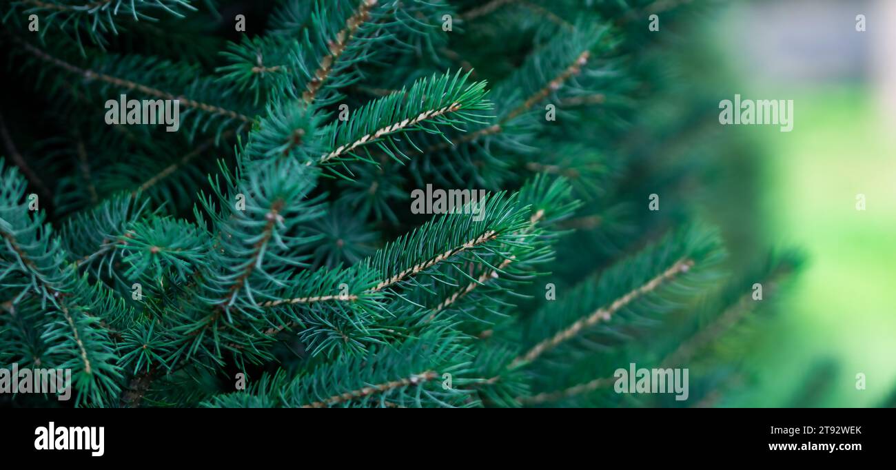Christmas Tree Farm Natural Background. Winter Holiday Branches ...