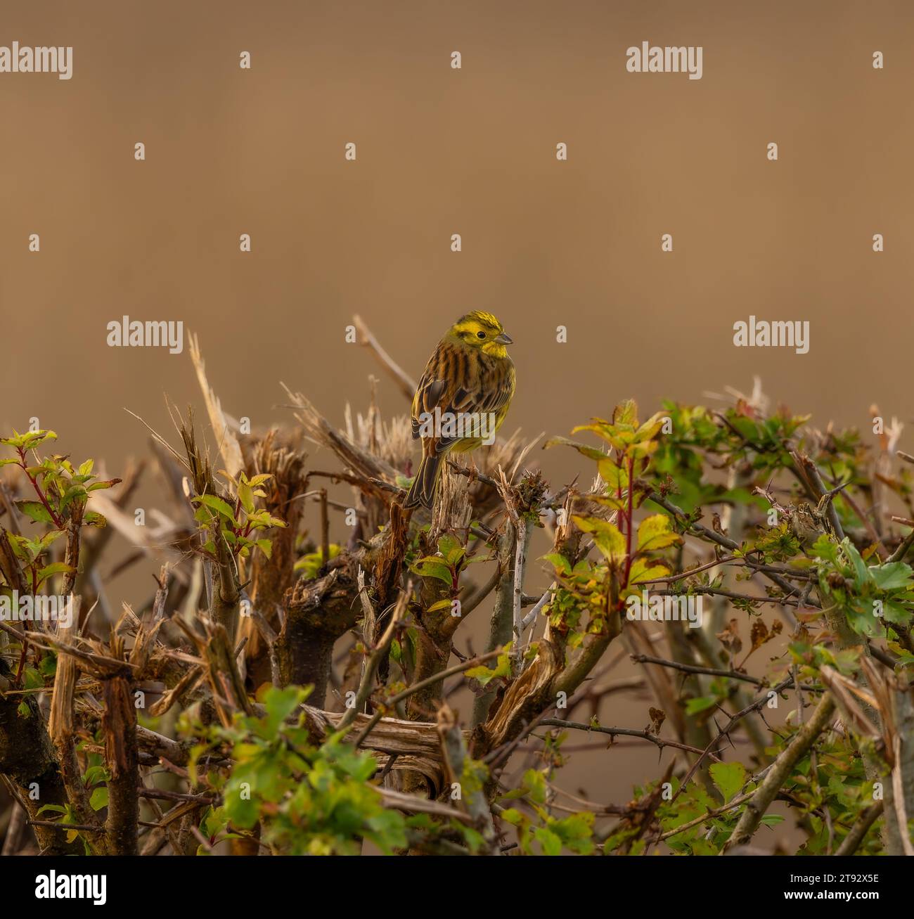 Yellowhammer enhanced nr hi-res stock photography and images - Alamy