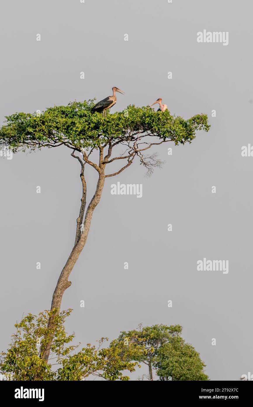 Marabou Stork Bird in Masai Mara Kenya Africa Stock Photo - Alamy