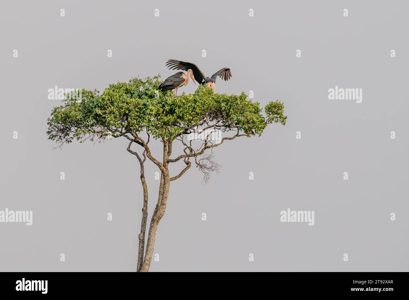 Marabou Stork Bird in Masai Mara Kenya Africa Stock Photo - Alamy