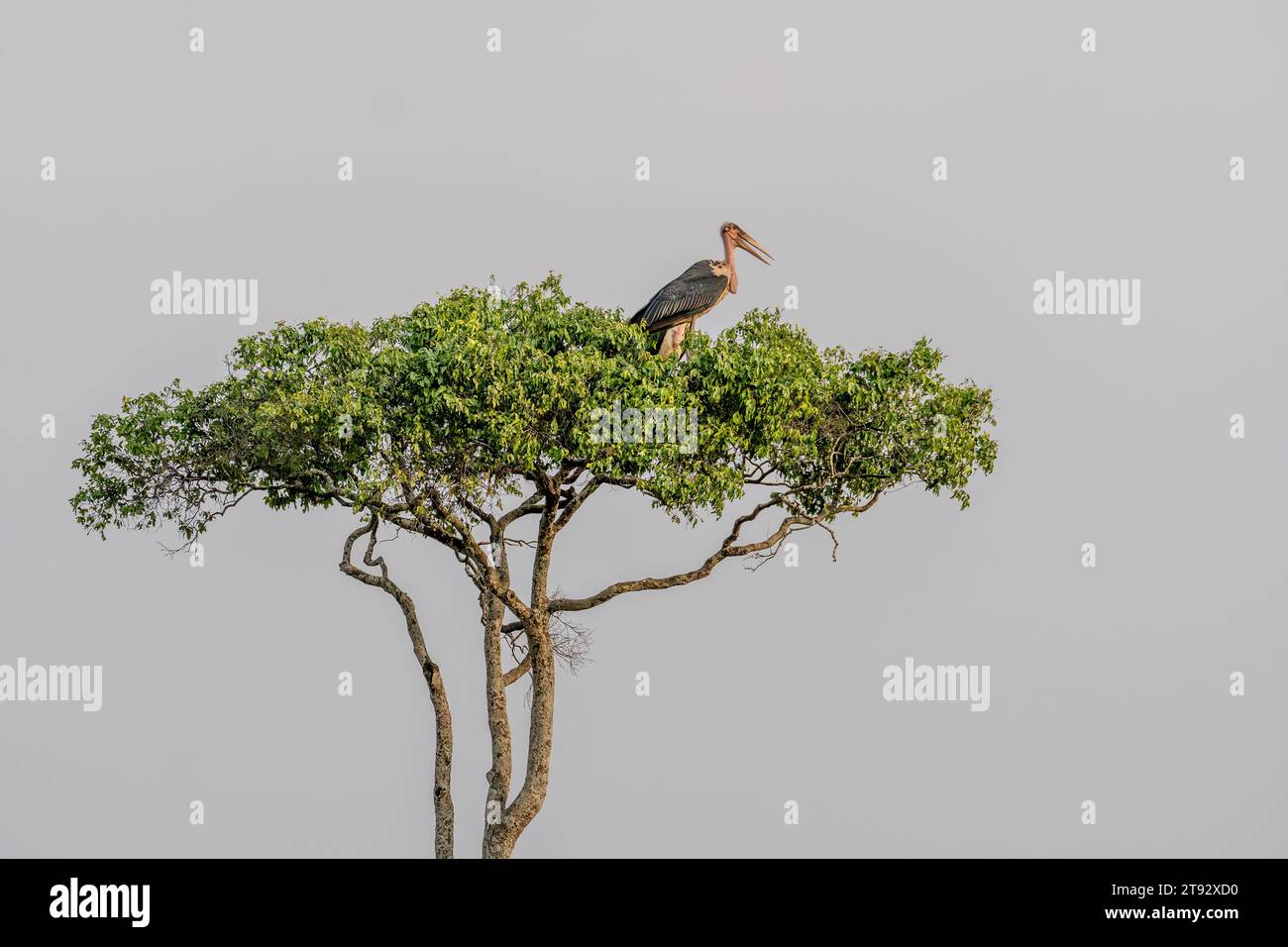 Marabou Stork Bird in Masai Mara Kenya Africa Stock Photo - Alamy