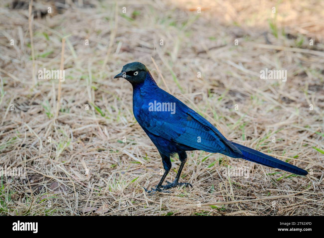 Respells glossy starling hi-res stock photography and images - Alamy