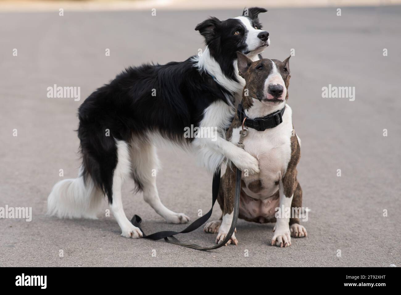 Black and white border collie hugging a brindle bull terrier on a walk ...