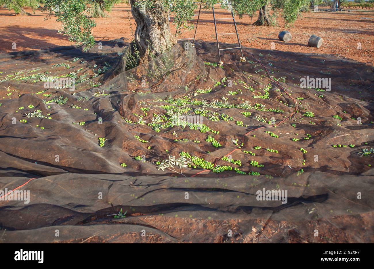 Olive tree surrounded by the collection net. Table olives harvest ...