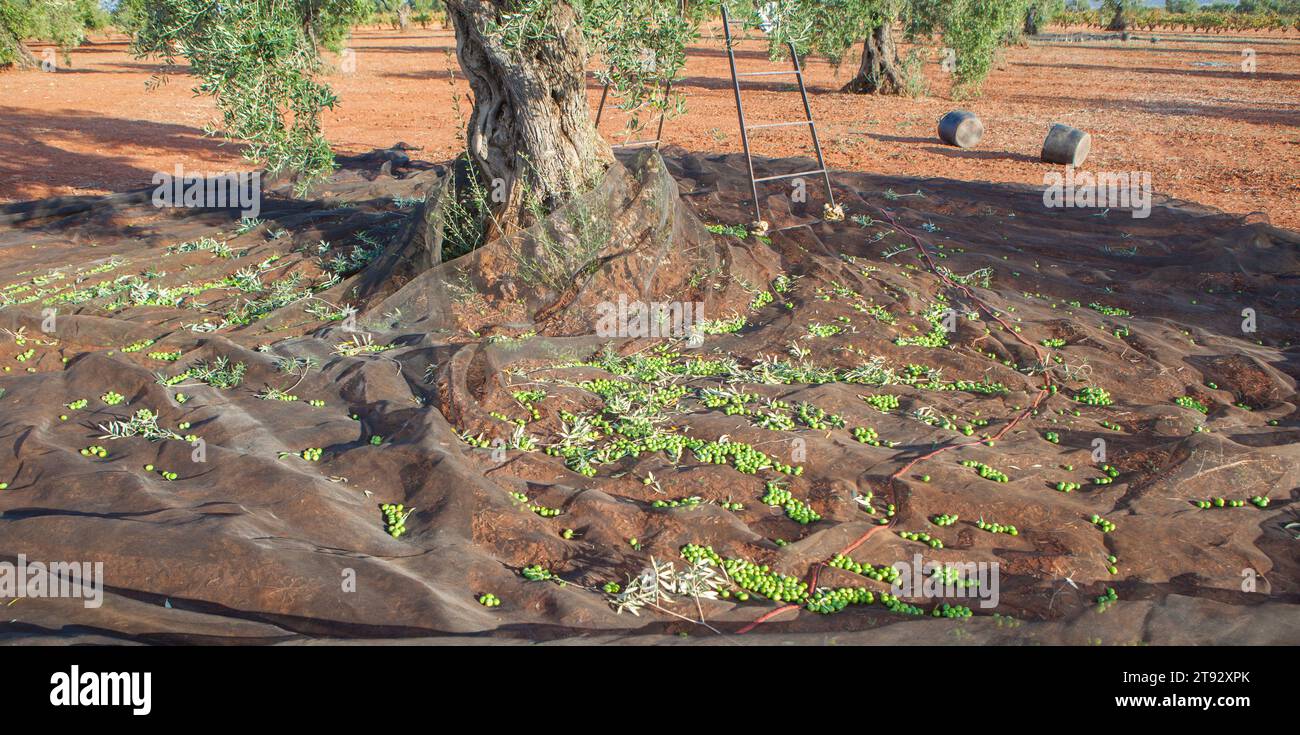 Olive tree surrounded by the collection net. Table olives harvest ...