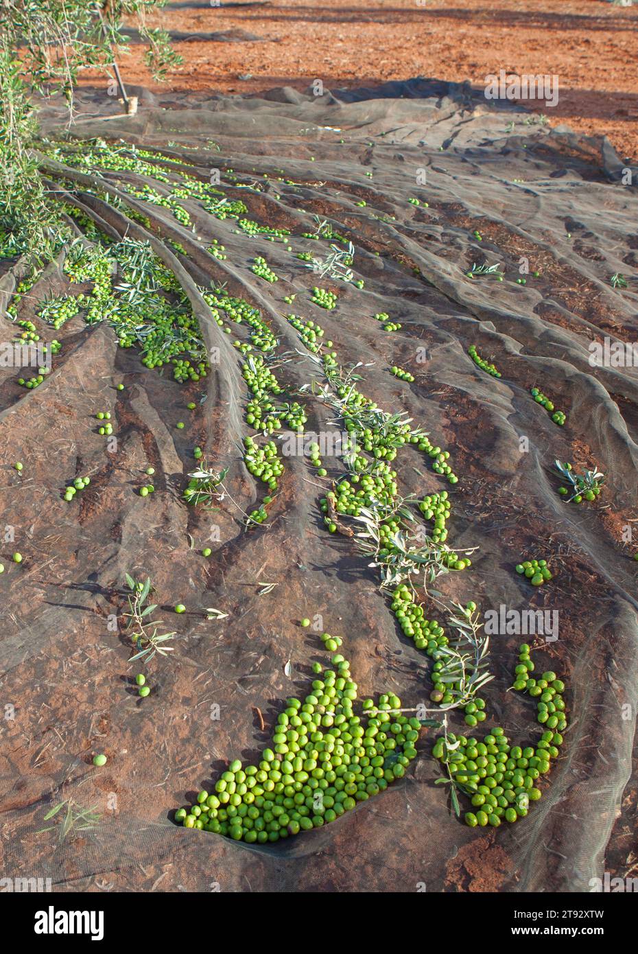 Olive tree surrounded by the collection net. Table olives harvest ...