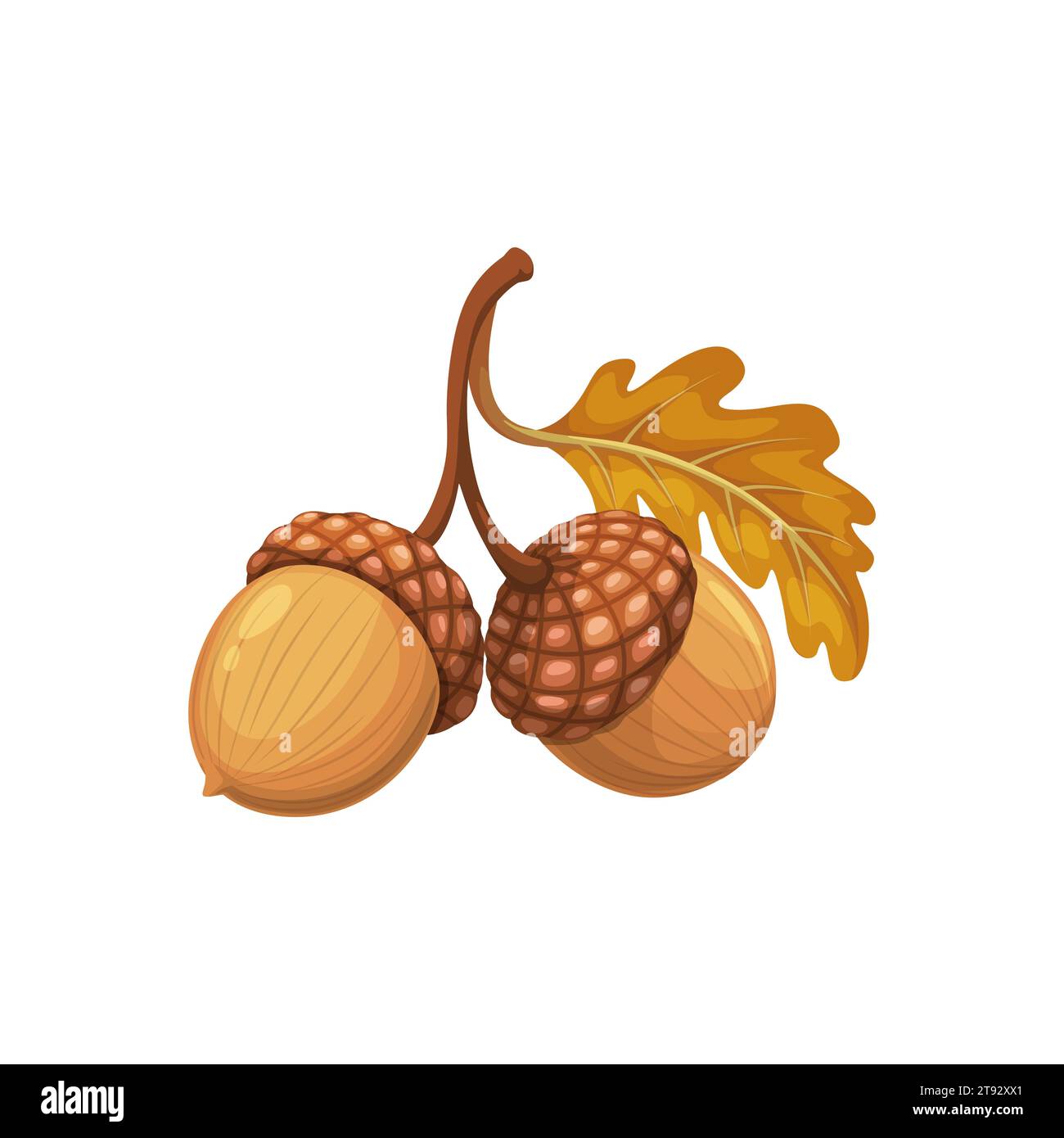 Cartoon acorns with dry leaf on stem, small, nut-like seeds from oak trees, feature a cap and ...