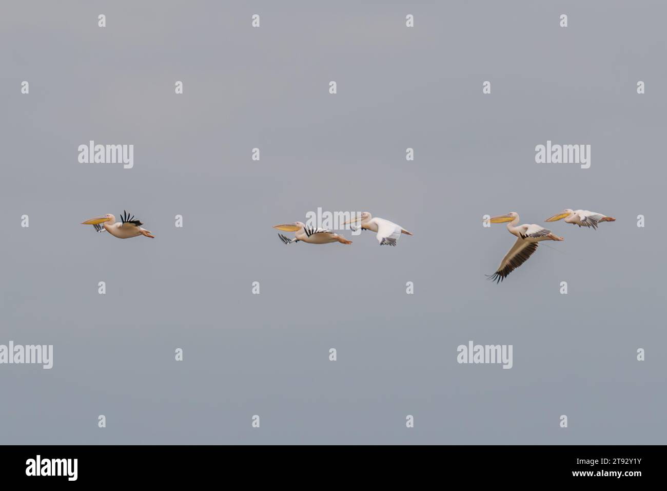 African white pelican hi-res stock photography and images - Alamy