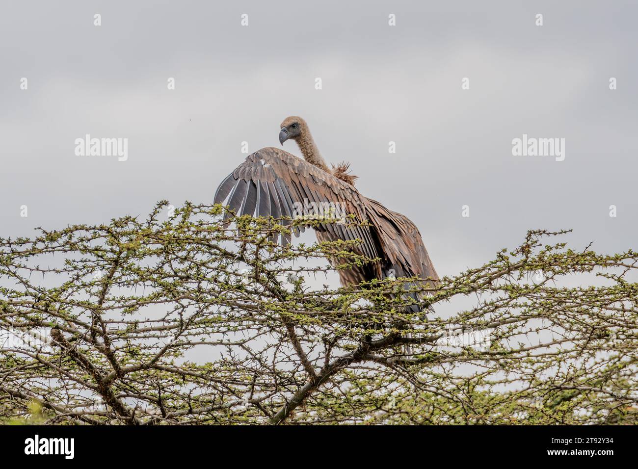 Birds of masai mara hi-res stock photography and images - Alamy