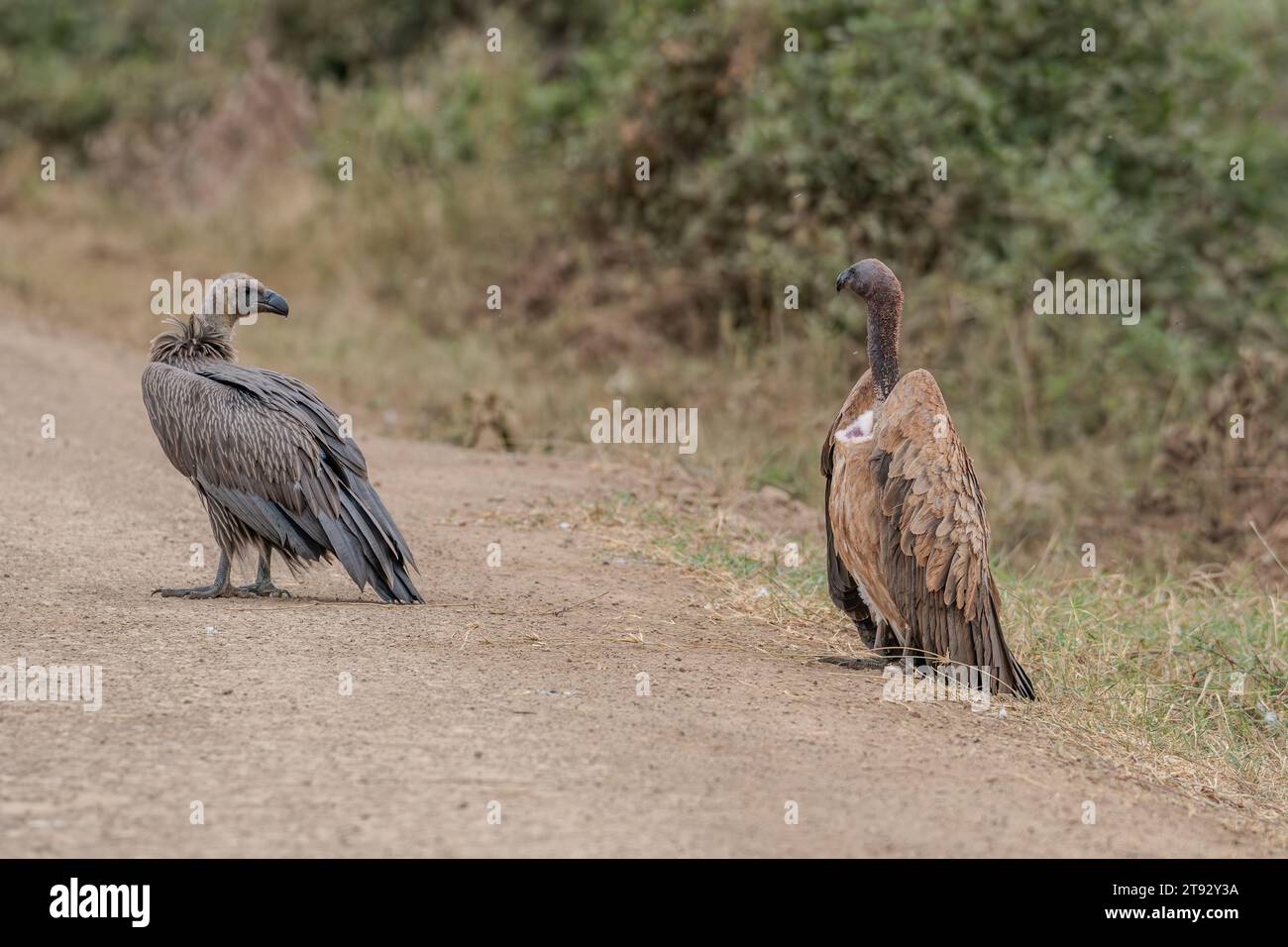 Vulture Bird in Masai Mara Kenya Africa Stock Photo - Alamy