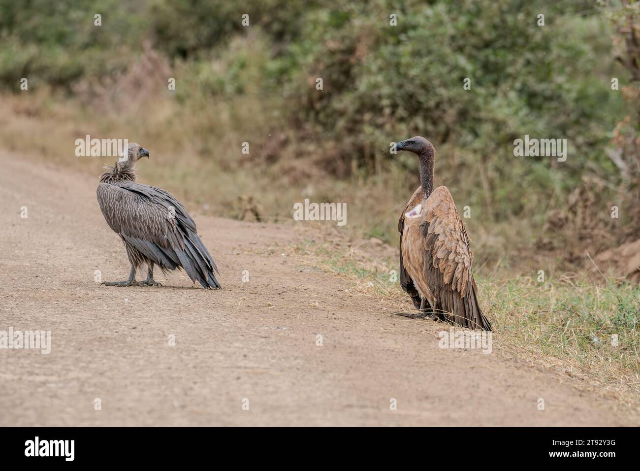 Birds of the masai mara hi-res stock photography and images - Alamy