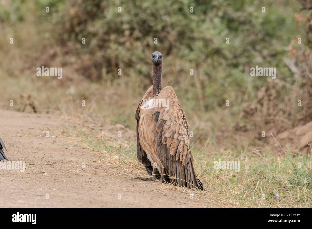 Vulture Bird in Masai Mara Kenya Africa Stock Photo - Alamy