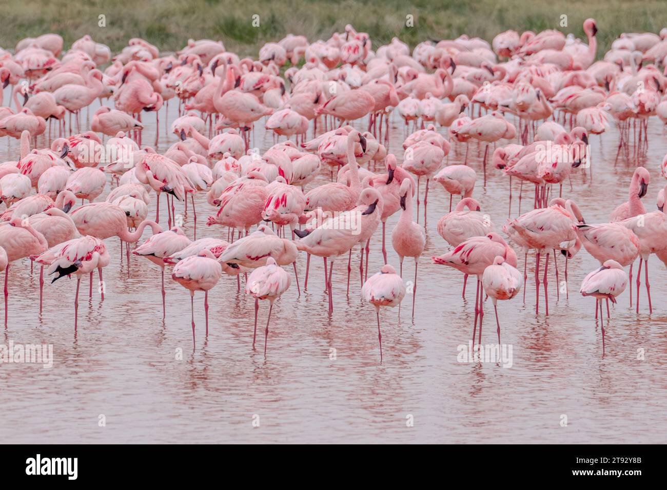Pink flamingo tanzania africa hi-res stock photography and images - Alamy
