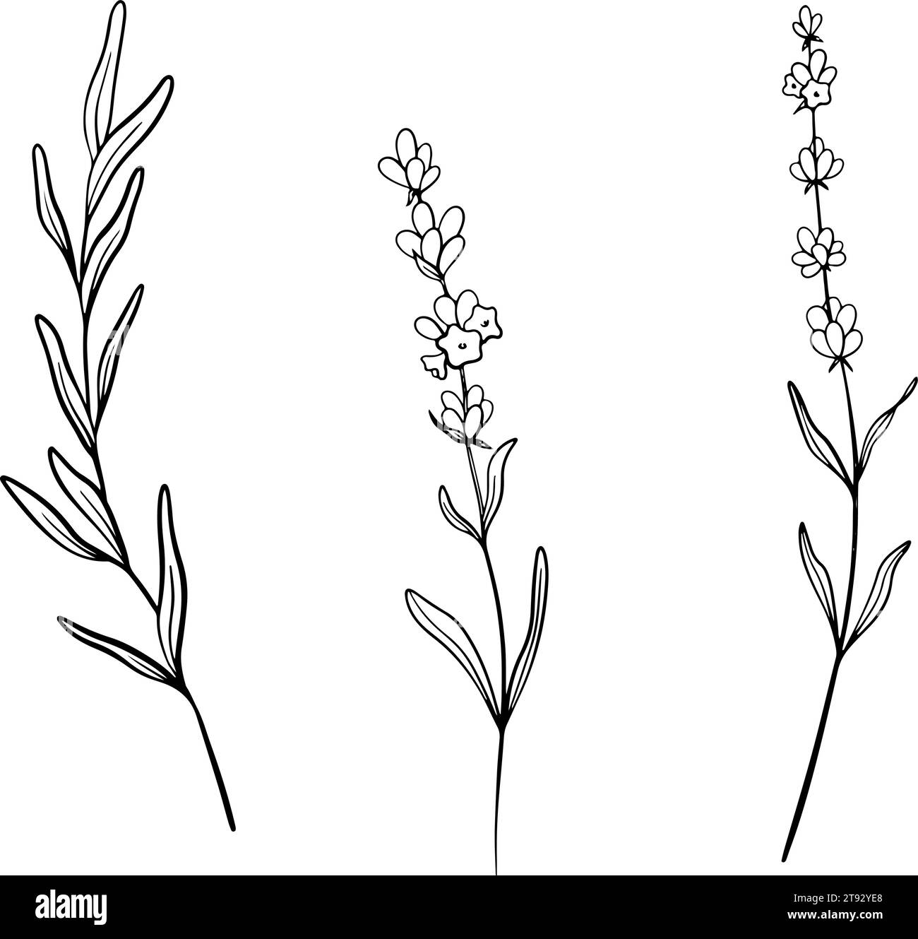 Set of Lavender flower line art drawing. Hand drawn black ink sketch ...