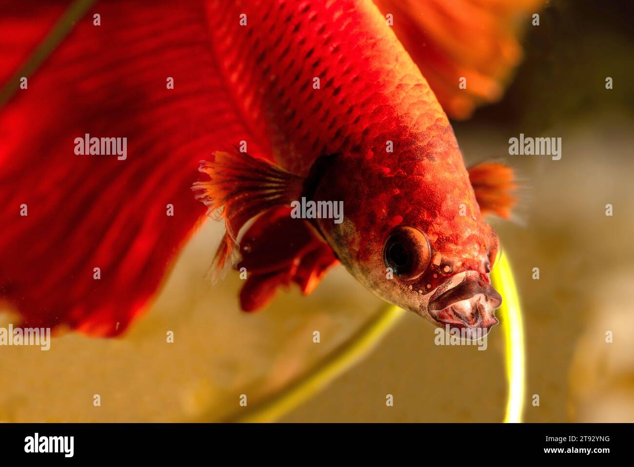 Macro shot of a male, half-moon siamese fighting fish (betta splendens ...
