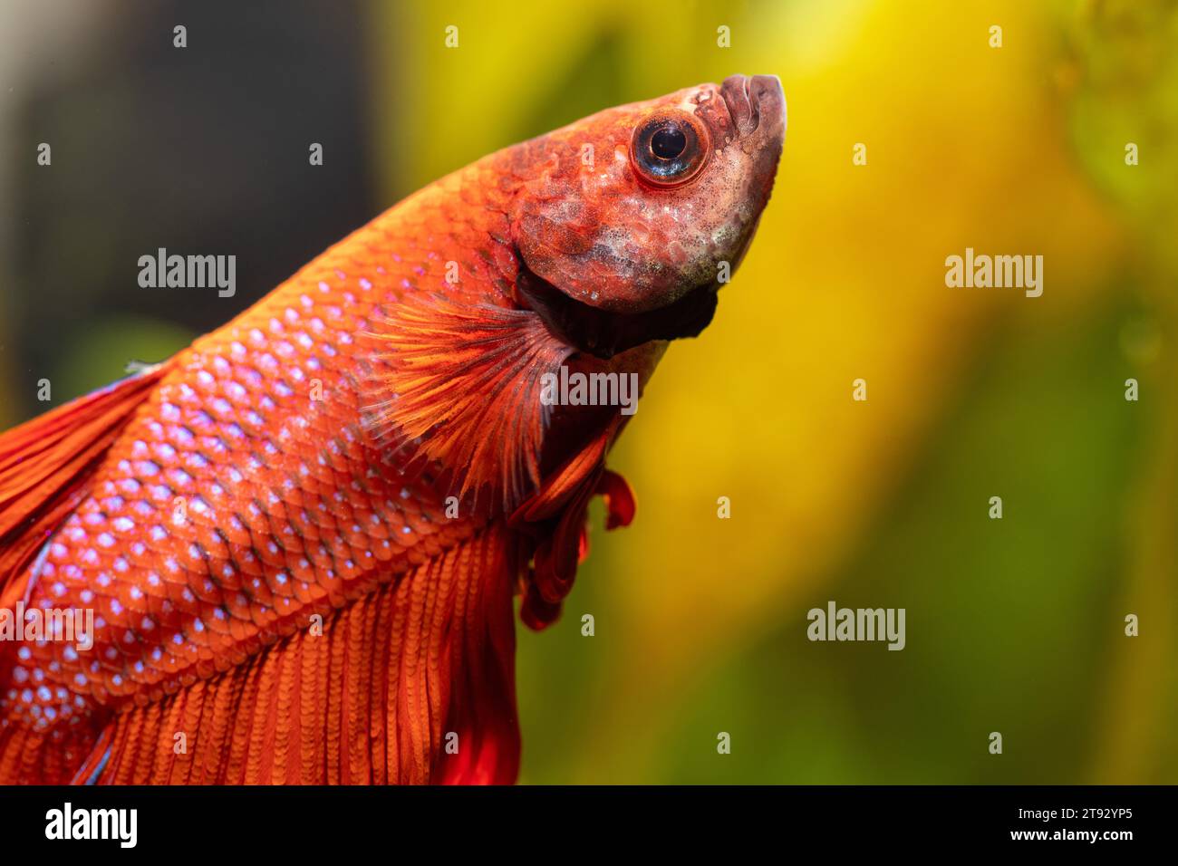Macro shot of a male, half-moon siamese fighting fish (betta splendens ...