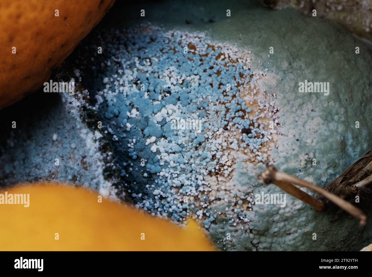 A macro of a pile of decaying fruit in various stages of decomposition ...