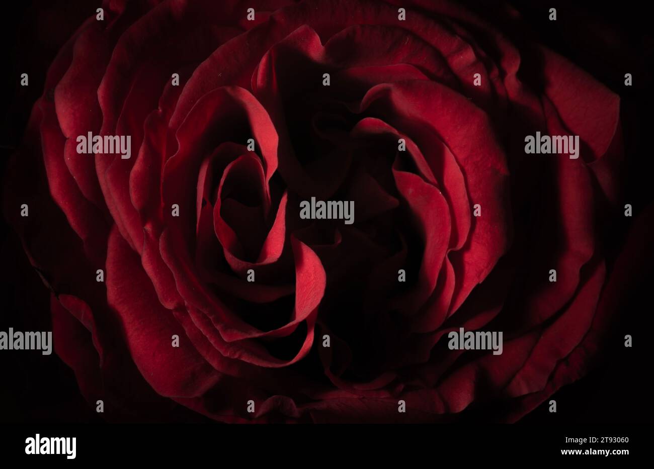 A beautiful and simple flower called a rose Stock Photo - Alamy