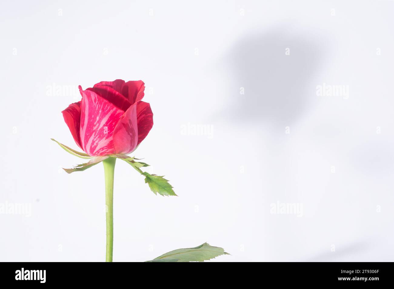 A beautiful and simple flower called a rose Stock Photo - Alamy
