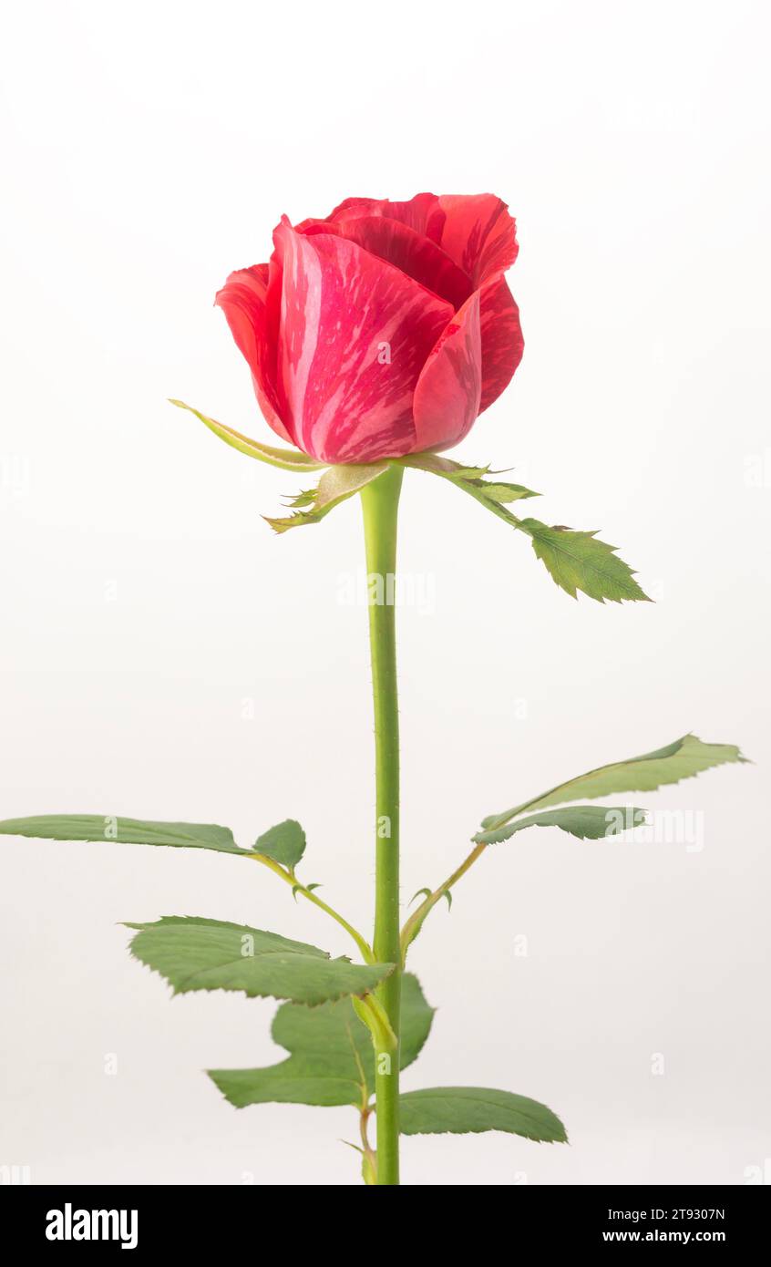 A beautiful and simple flower called a rose Stock Photo - Alamy