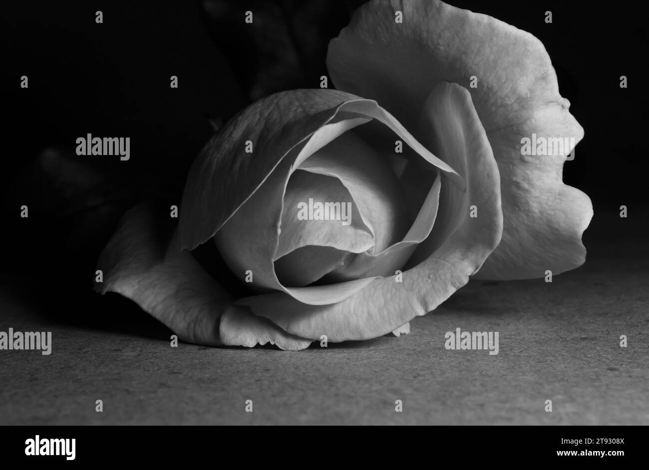 A beautiful and simple flower called a rose Stock Photo - Alamy