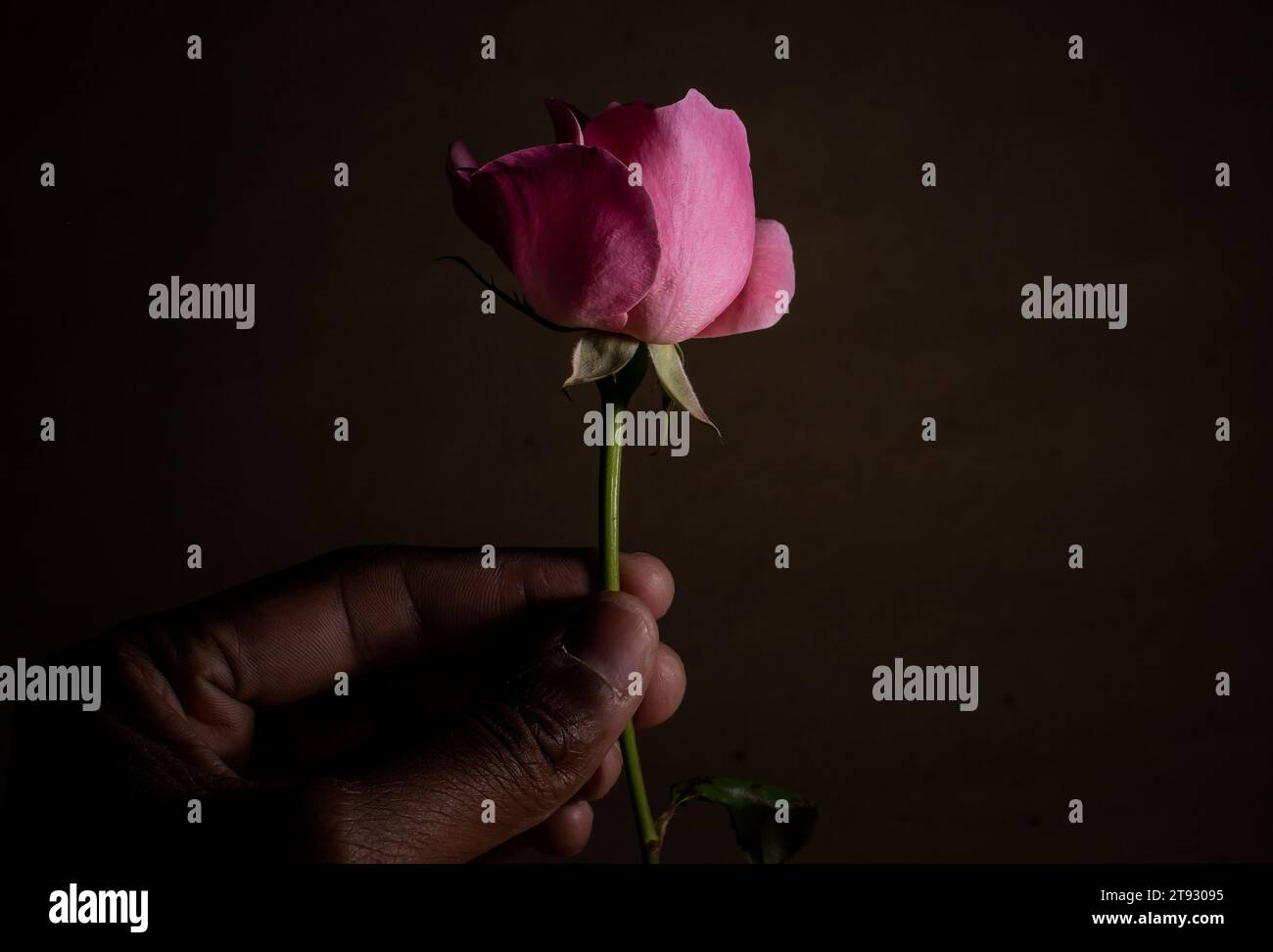 A beautiful and simple flower called a rose Stock Photo - Alamy