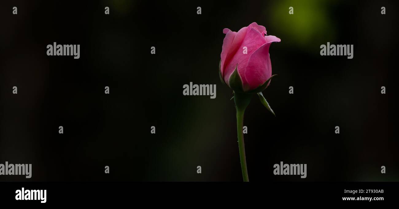 A beautiful and simple flower called a rose Stock Photo - Alamy