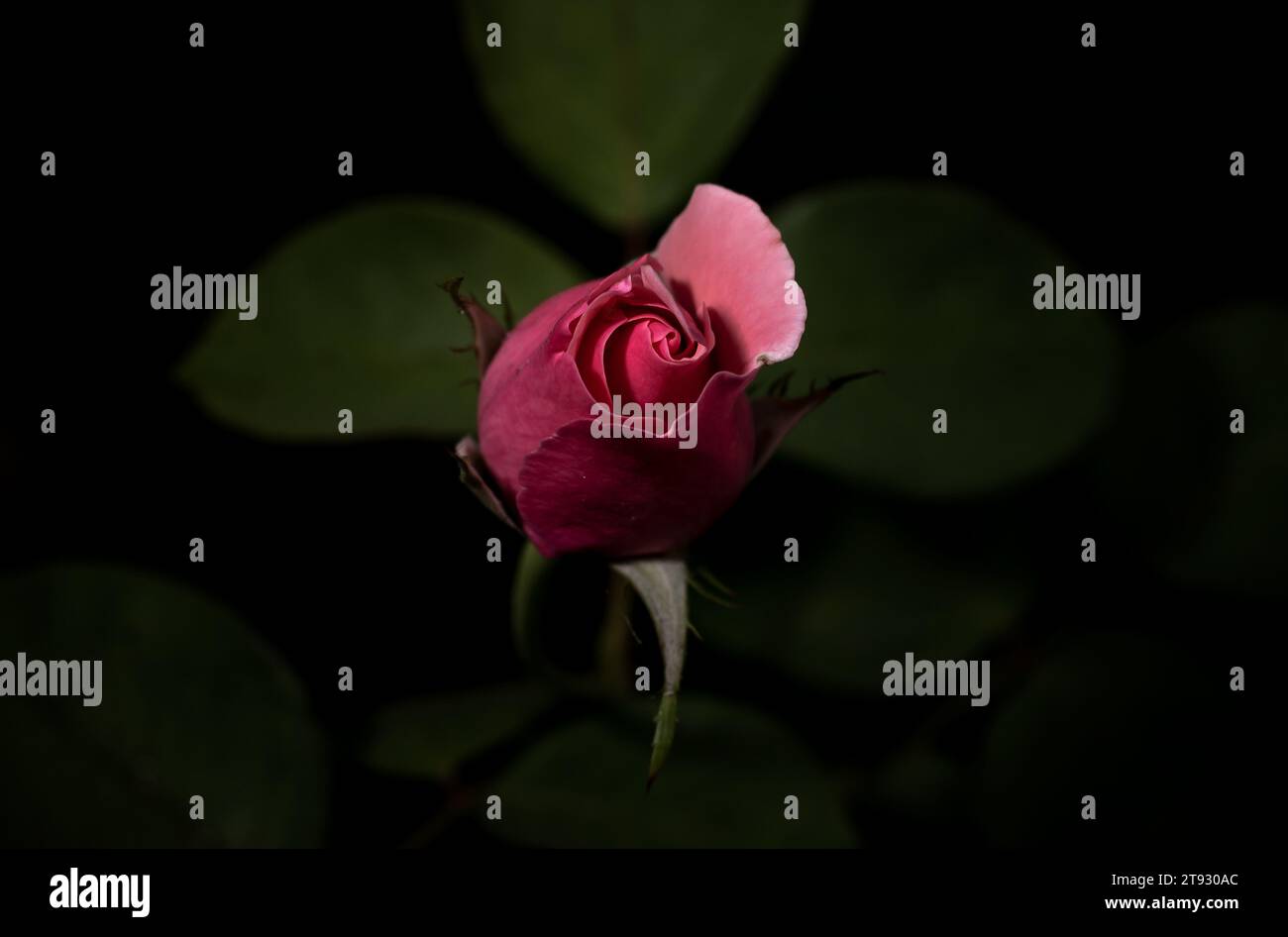 A beautiful and simple flower called a rose Stock Photo - Alamy