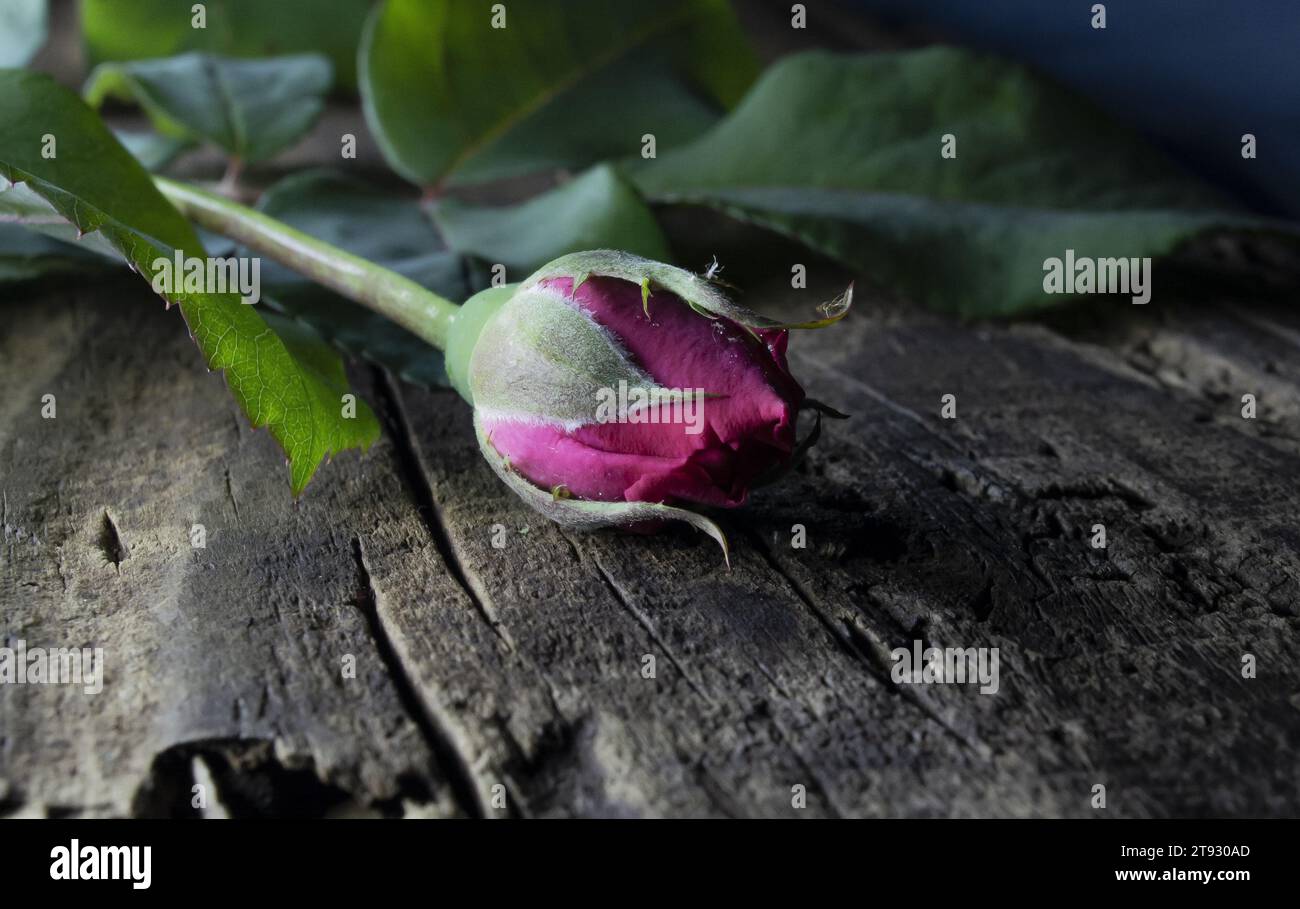 A beautiful and simple flower called a rose Stock Photo - Alamy