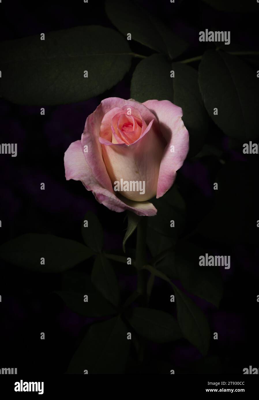 A beautiful and simple flower called a rose Stock Photo - Alamy