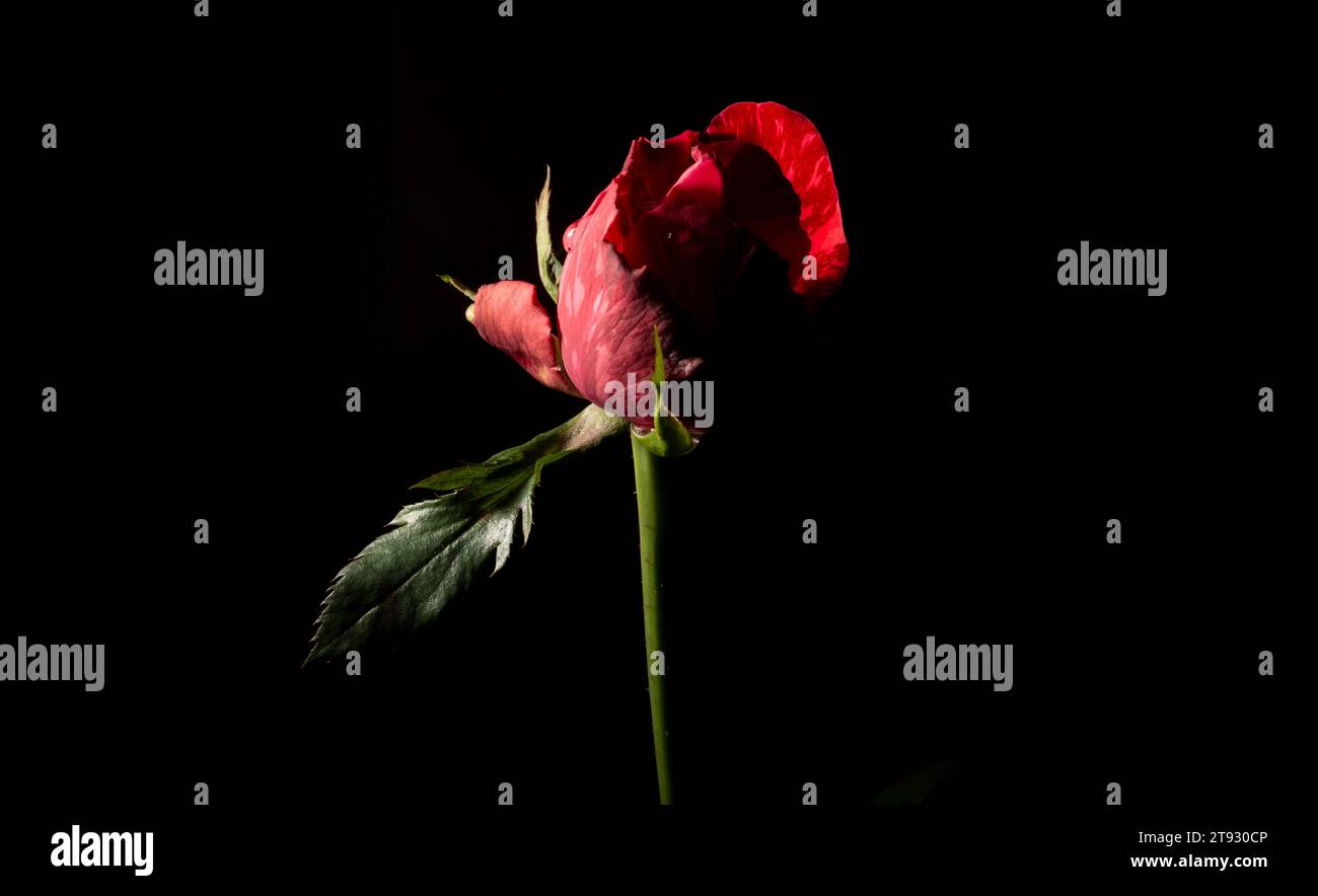 A beautiful and simple flower called a rose Stock Photo - Alamy