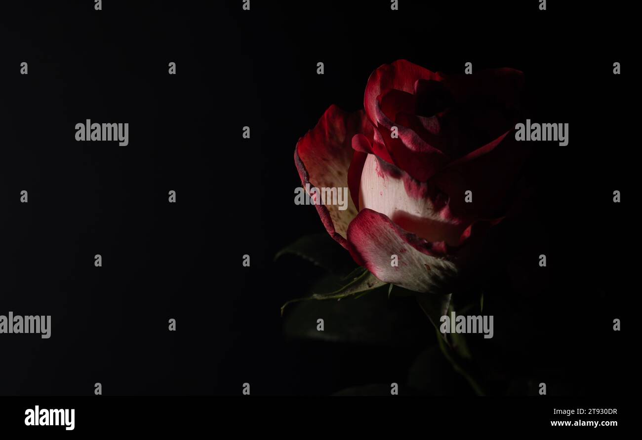 A beautiful and simple flower called a rose Stock Photo - Alamy