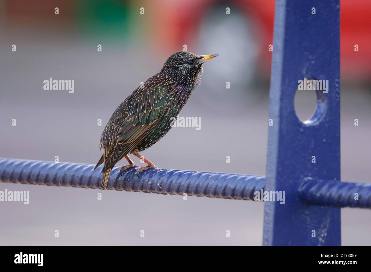 European starling Sturnus vulgaris, singing, perched on steel barrier ...
