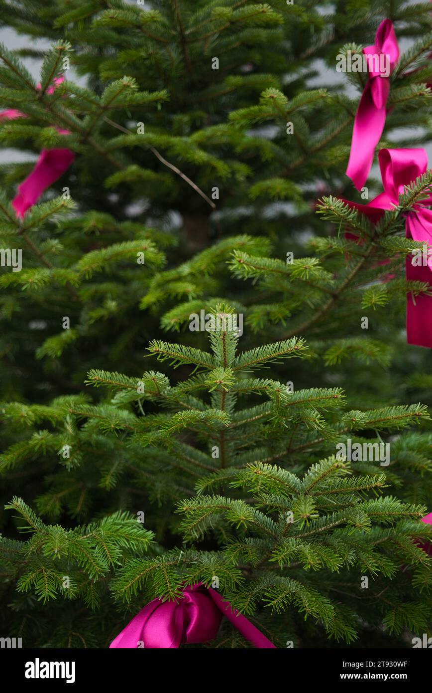 Immerse yourself in the natural beauty of focused pine tree branches ...