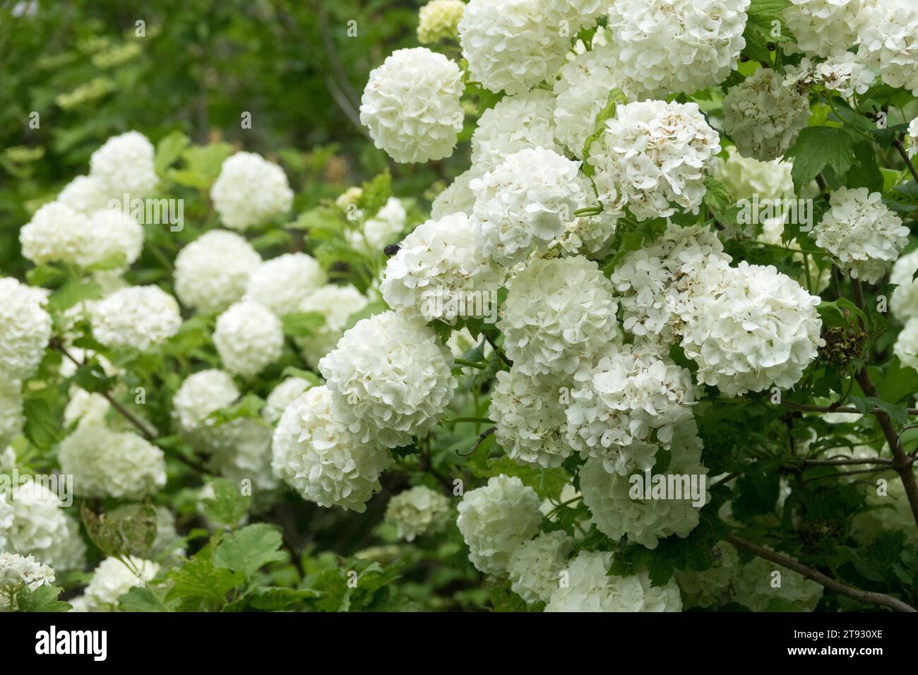 Blooming, Viburnum opulus "Roseum Stock Photo - Alamy