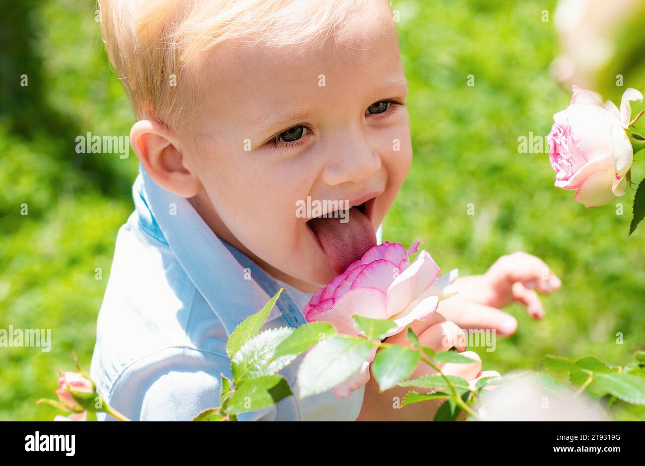 Child lick blooming rose tree in spring park. Boy with tongue outdoor ...