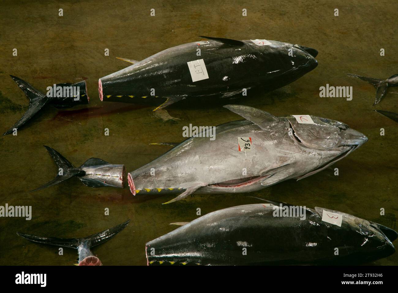 Yellow tale tuna and other catch at fish auction early in the morning ...