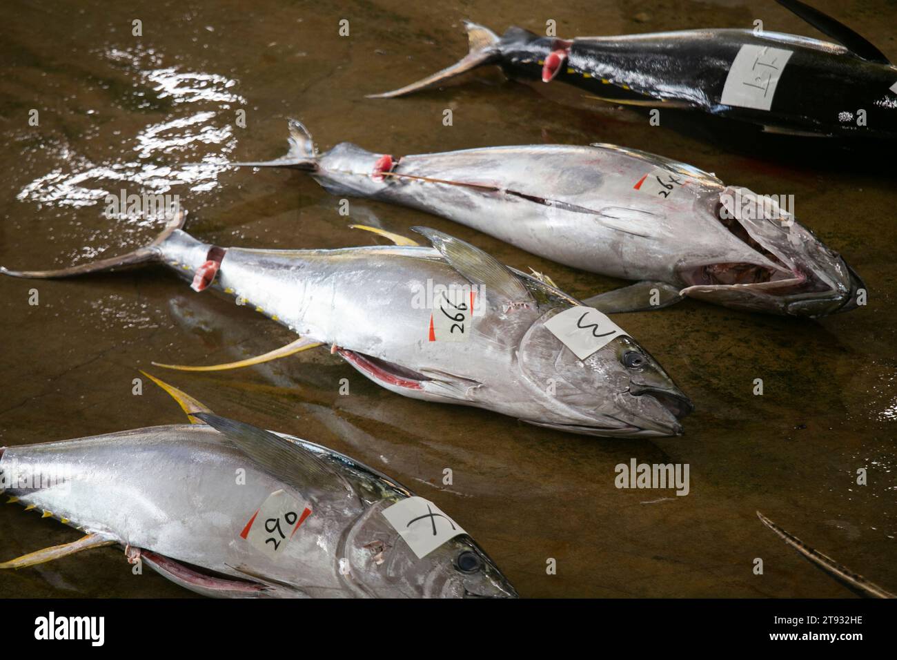 Yellow tale tuna and other catch at fish auction early in the morning ...