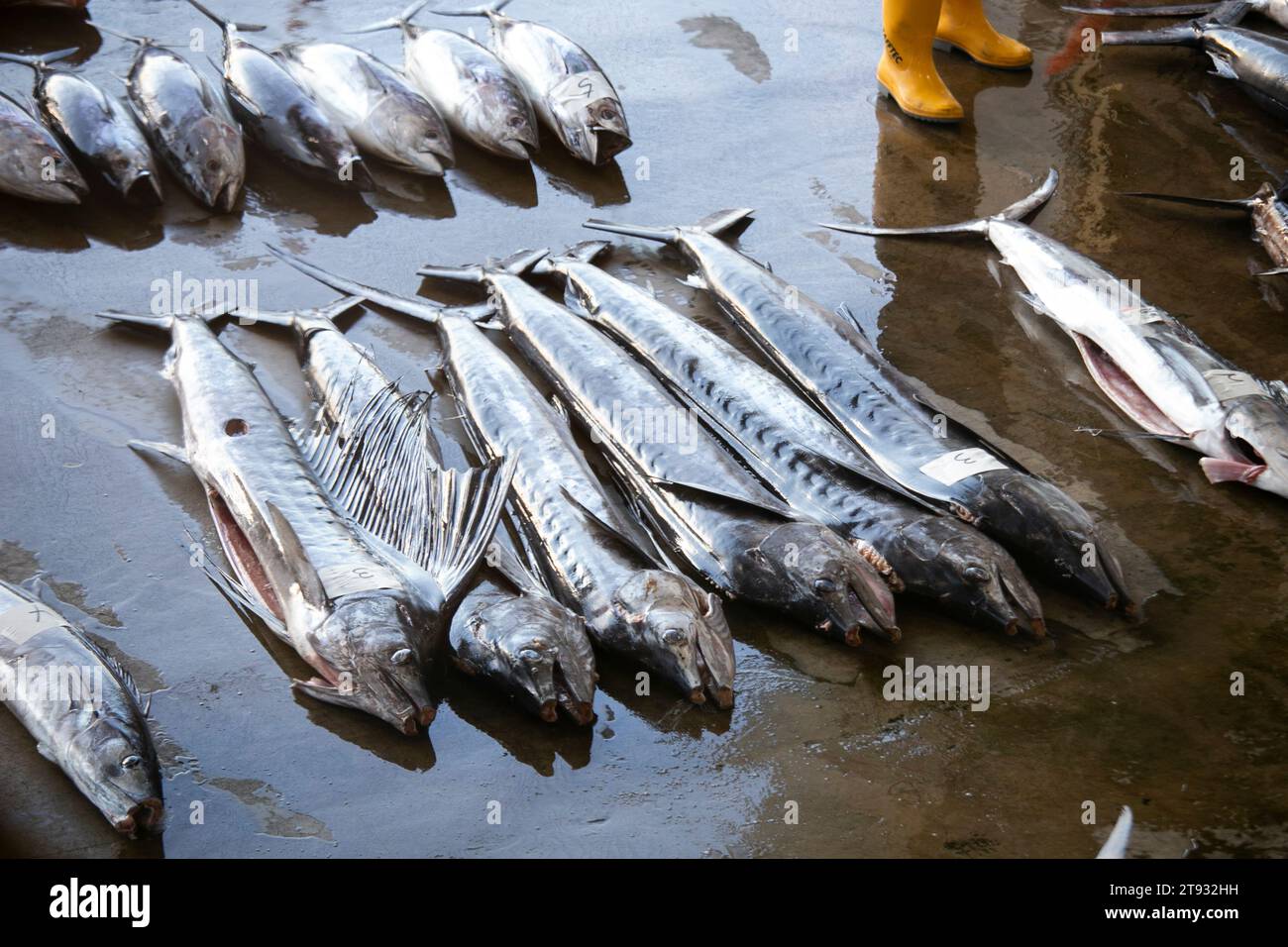 Yellow tale tuna and other catch at fish auction early in the morning ...