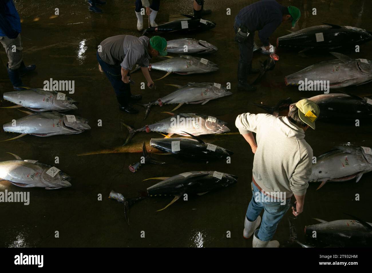 Yellow tale tuna and other catch at fish auction early in the morning ...
