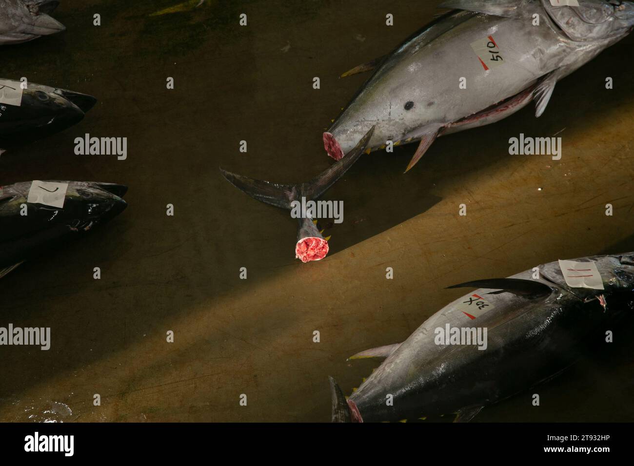 Yellow tale tuna and other catch at fish auction early in the morning ...