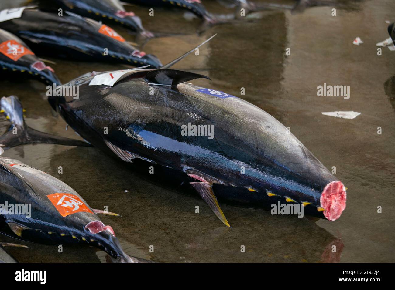 Yellow tale tuna and other catch at fish auction early in the morning ...
