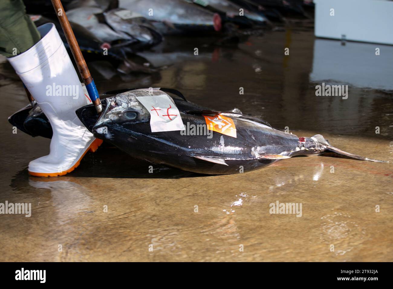 Yellow tale tuna and other catch at fish auction early in the morning ...