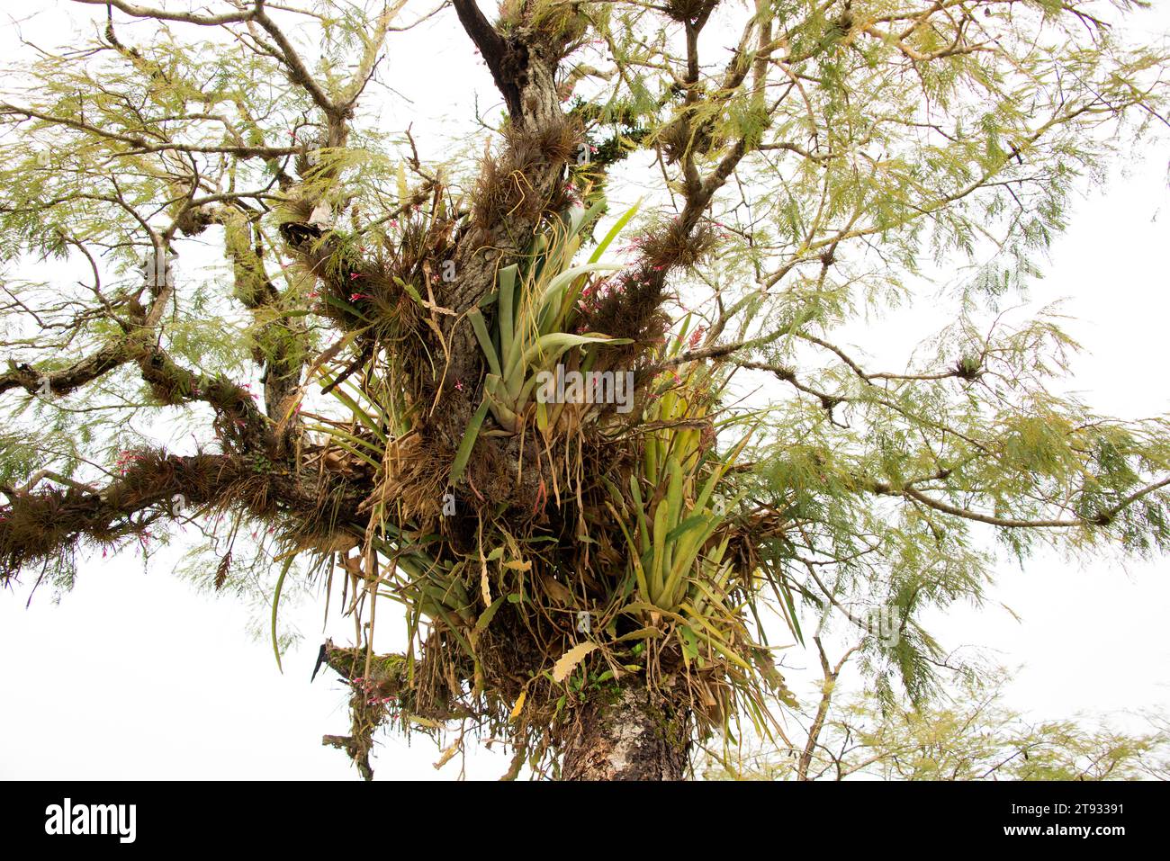 Epiphytes bromeliads (Aechmea bracteata and Tillandsia tenuifolia) in ...
