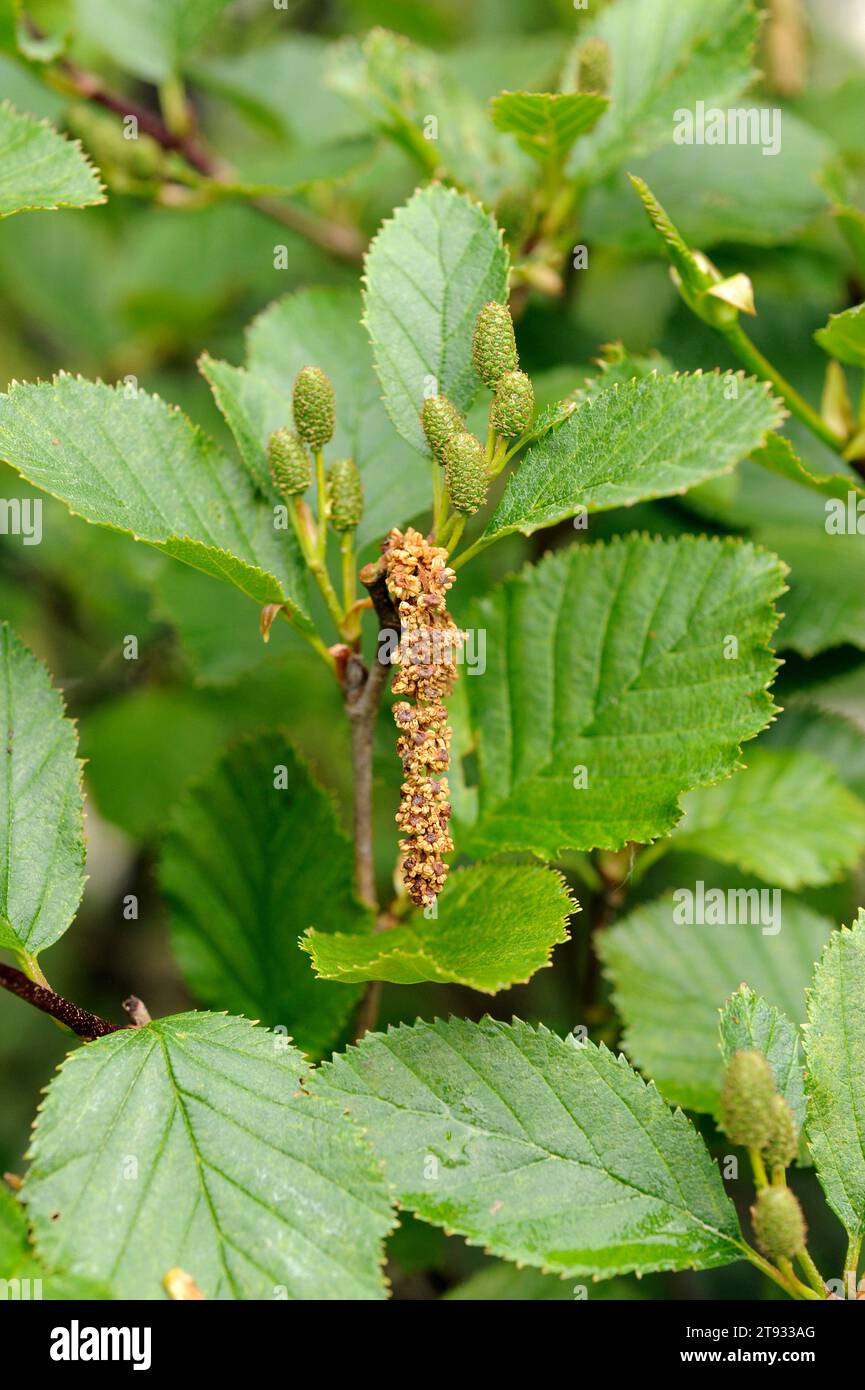 Green alder (Alnus viridis), female and male flowers detail. Alps Stock ...