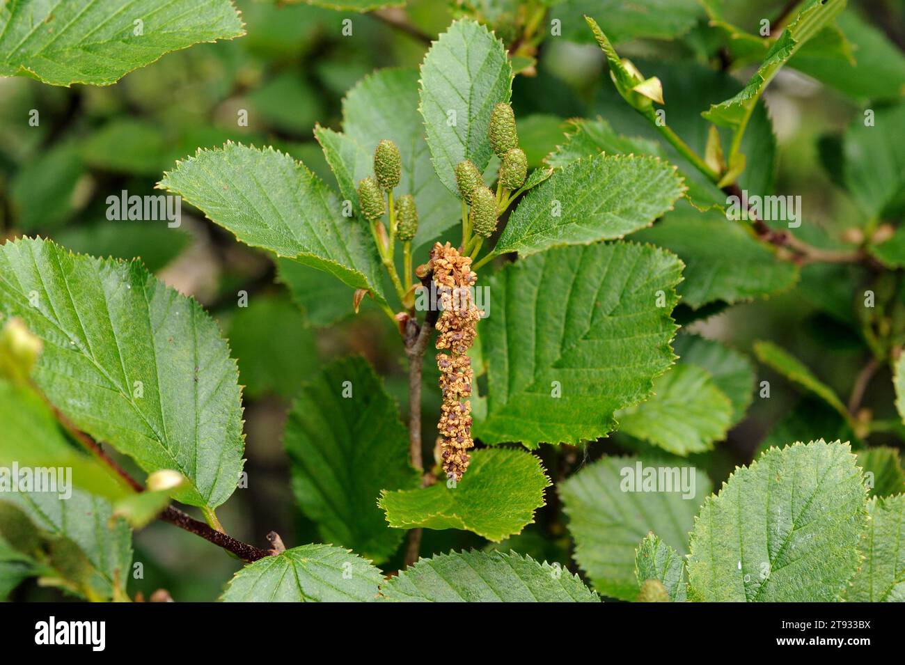 Green alder (Alnus viridis), female and male flowers detail. Alps Stock ...
