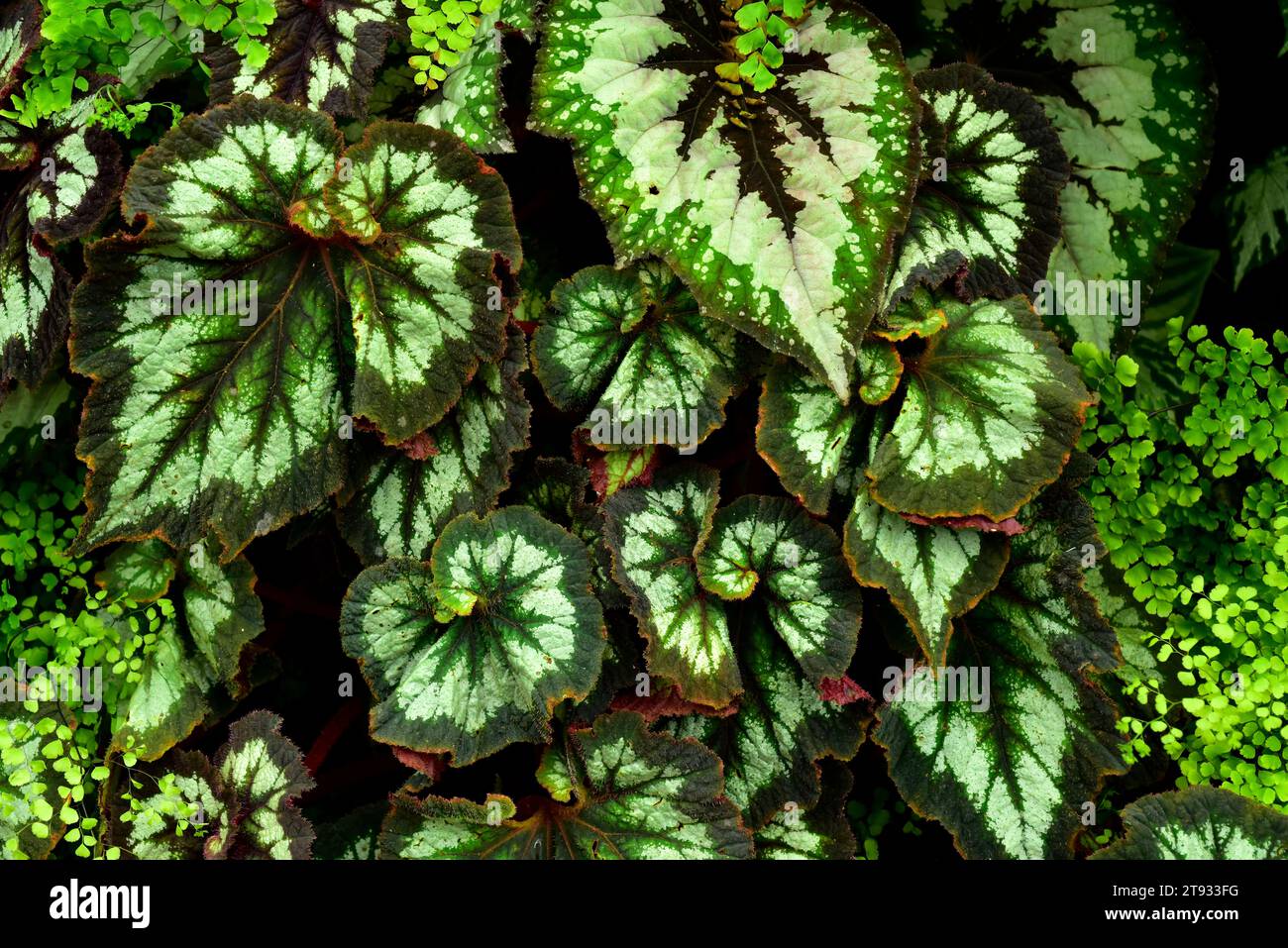 Begonia (Begonia rex Escargot) is an ornamental plant with beautiful ...