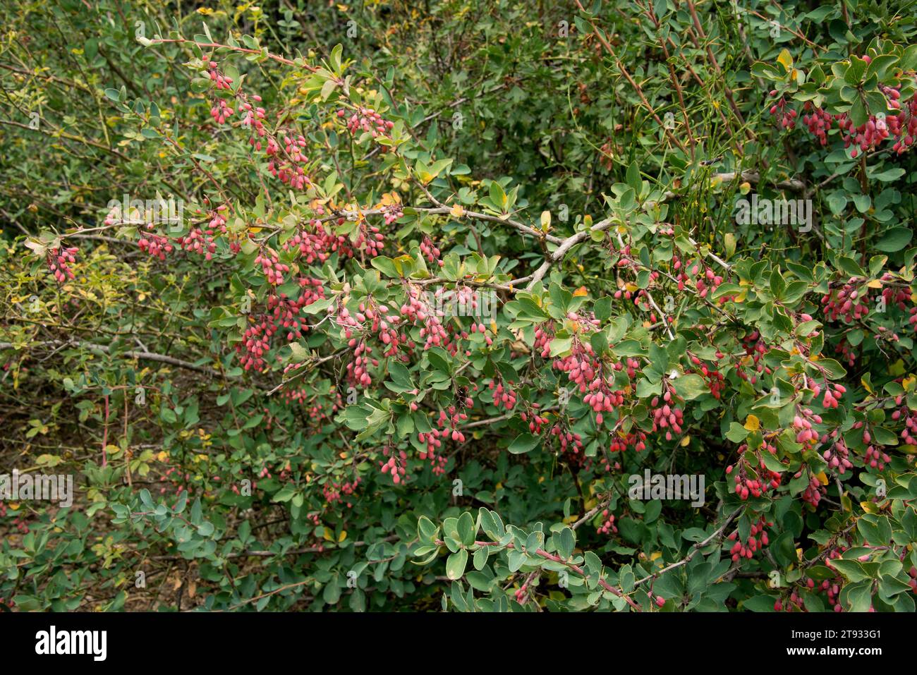 European barberry (Berberis vulgaris) is a thorny shrub with edible ...